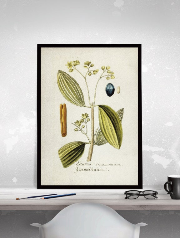 Cinnamon Botanical Print, Vintage Botanical Blue Art, Watercolor ...