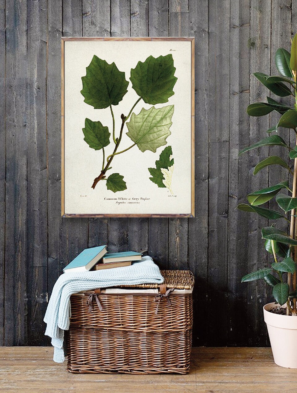 TREES 6 poster set Vintage Tree art posters Vintage Hardwood | Etsy