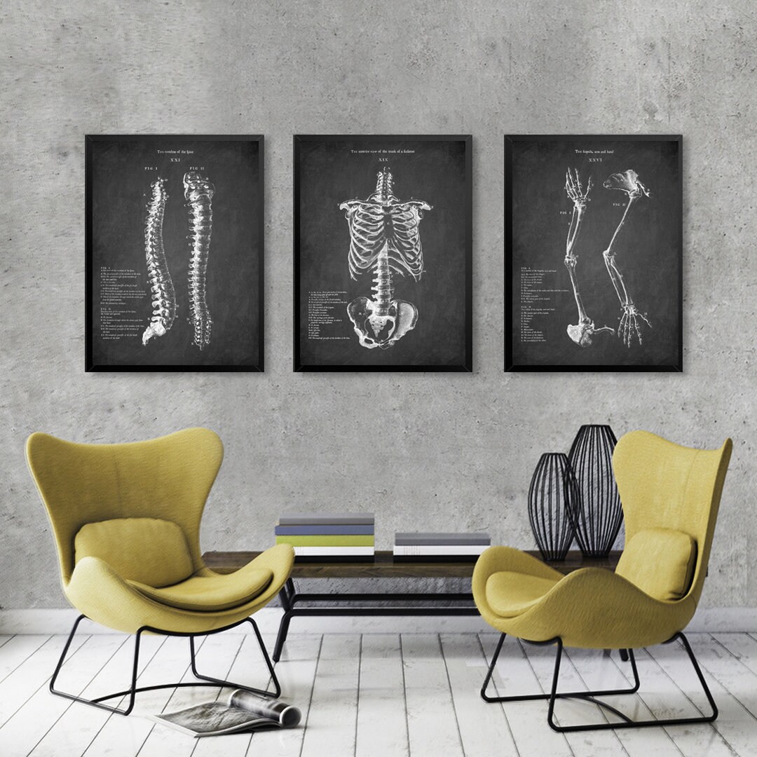 Anatomy Set of 3 Posters, Bones of the Trunk Poster, Spine Drawing Art ...