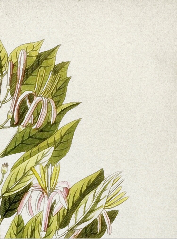 Vintage Coral BOTANICAL 4 Print Set, Minimalist Botanical Posters ...