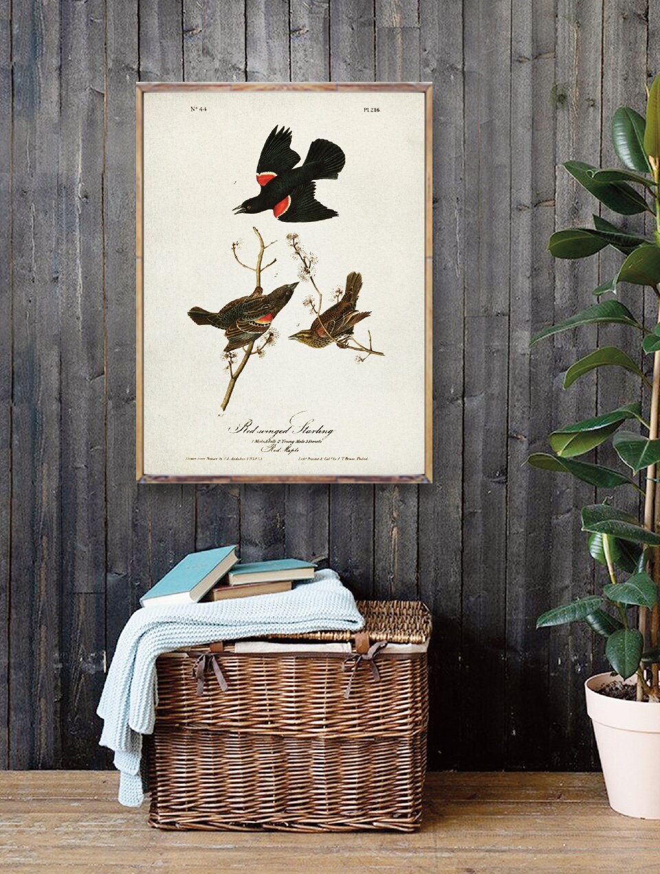 Vintage BIRDS 6 Poster Set Bird Illustration Prints Vintage | Etsy