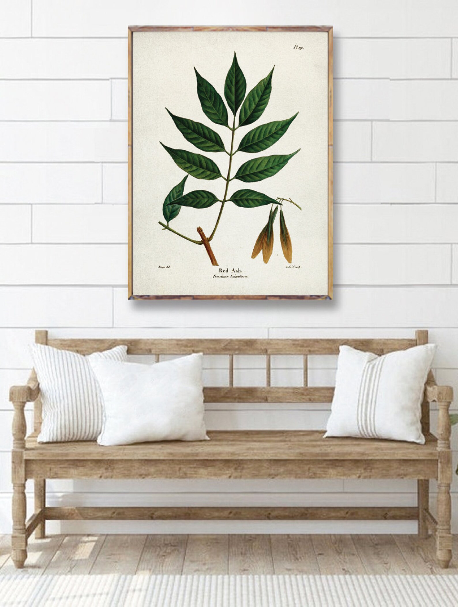 TREES 4 Poster Set, Vintage Tree Art Prints, Hardwood Trees Posters ...