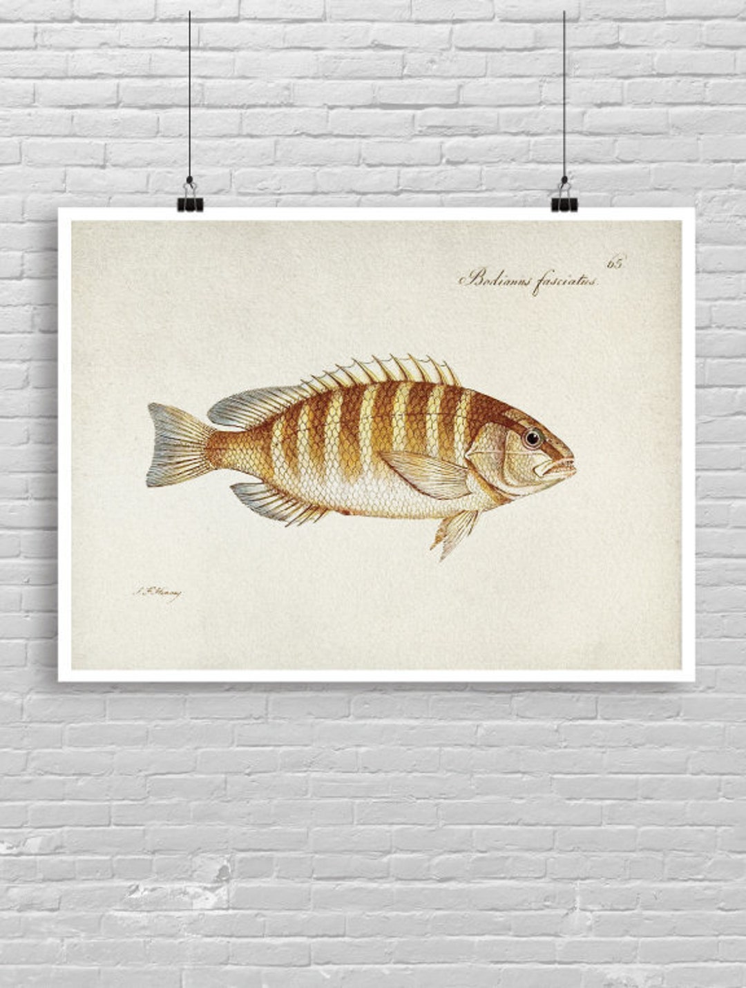 Vintage Fish Poster, Marine Life Artwork, Vintage Fish Illustration ...