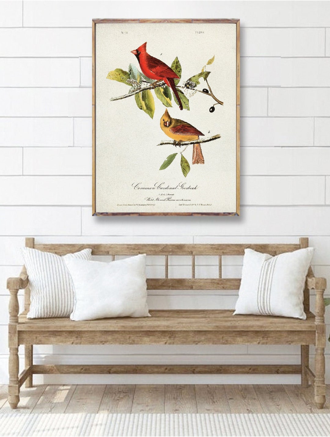 Common CARDINAL Grosbeak Bird Print, Vintage Bird Illustration, Vintage ...