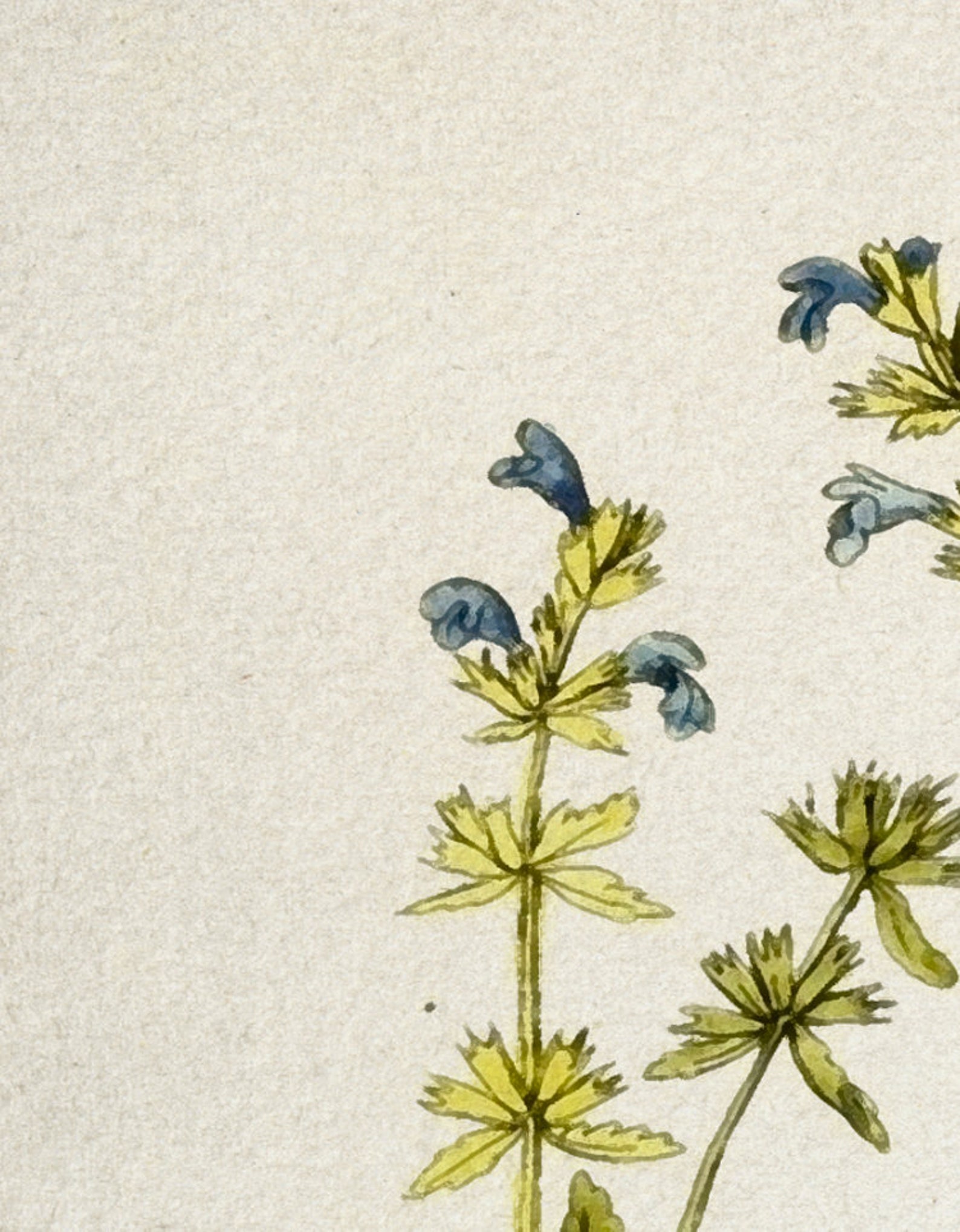 Vintage BOTANICAL 4 Print Set, Minimalist Botanical Posters, Blue ...