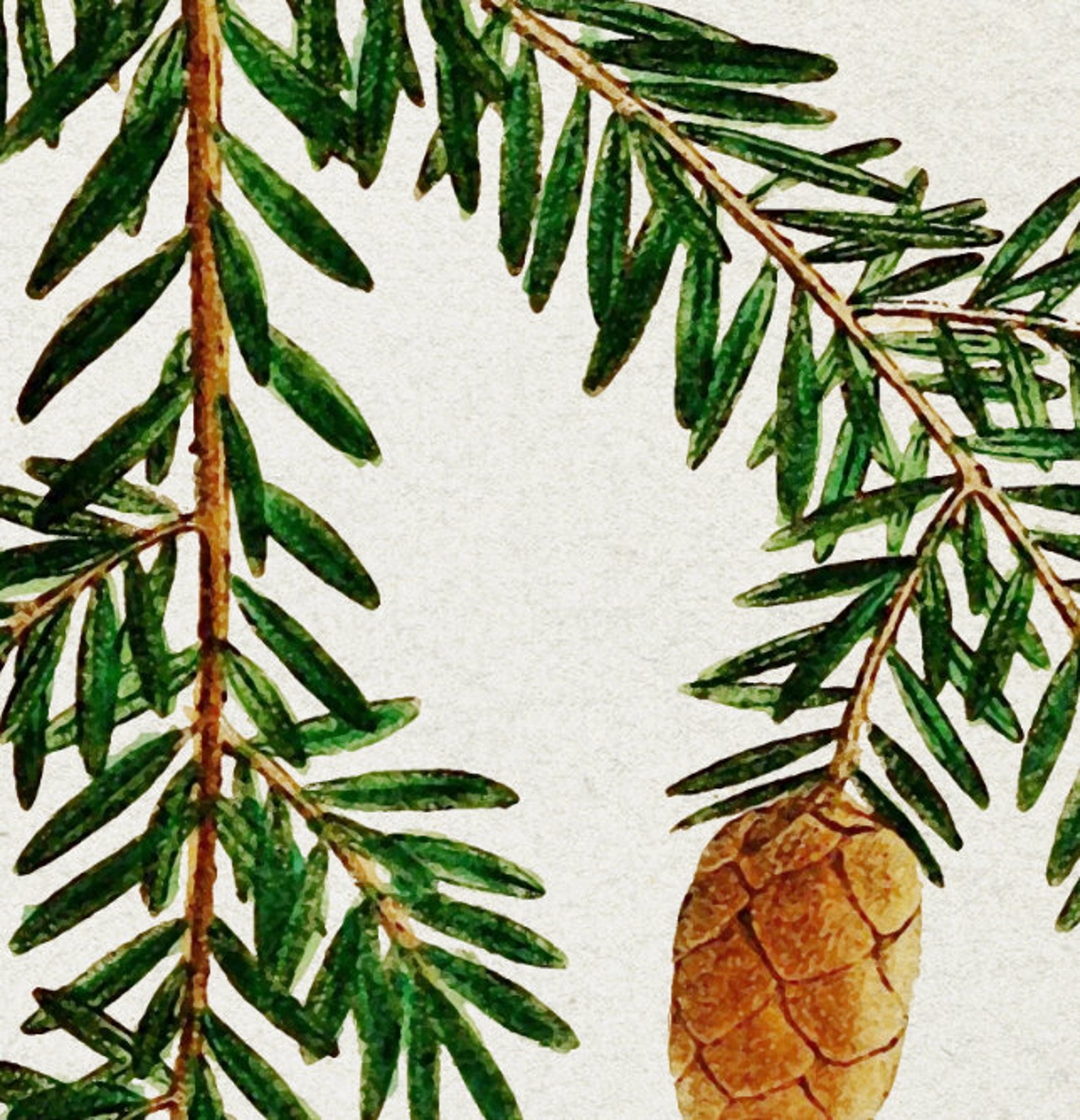 SPRUCE Print, Tree Art Poster, Hemlock Spruce Print, Botanical Spruce ...