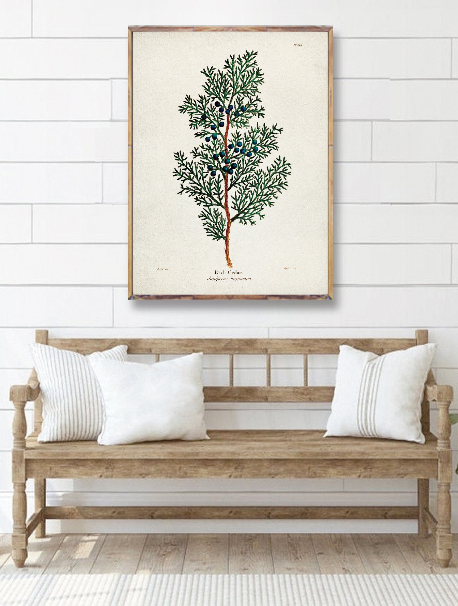 Red CEDAR Thuja Print Tree Art Poster Cedar Print Botanical | Etsy