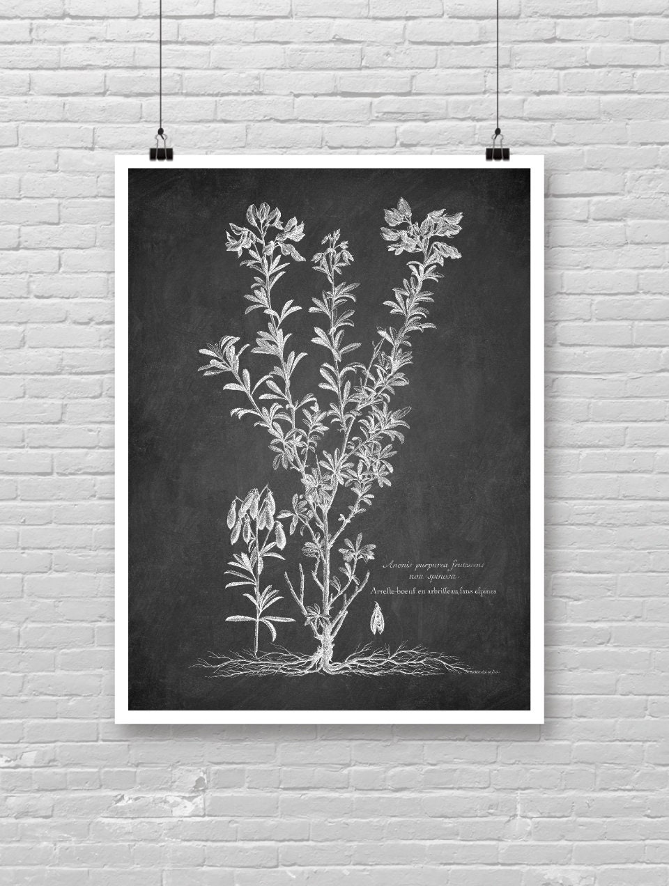 Vintage Botanical 3 print set Minimalist botanical art | Etsy