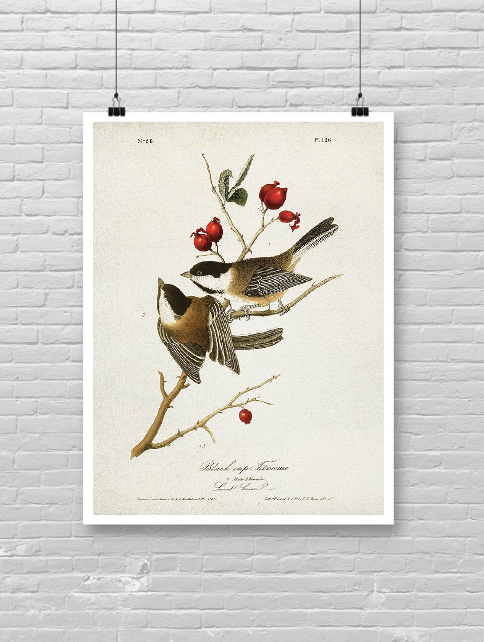 Black Cap Titmouse Bird Print, Vintage Chickadee Bird Poster, Vintage ...