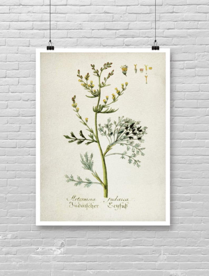 8 Poster Set Vintage BOTANICAL Prints Botanical 8 Print Set - Etsy