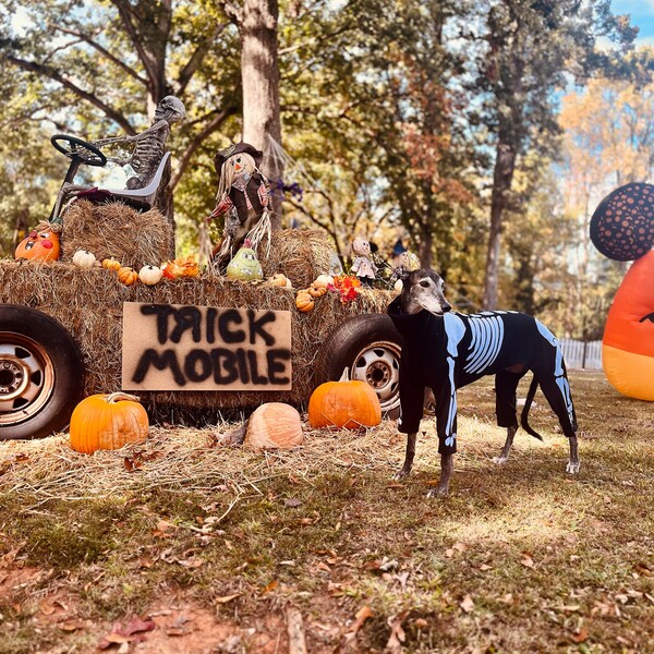 Whippet Halloween Costume - Etsy