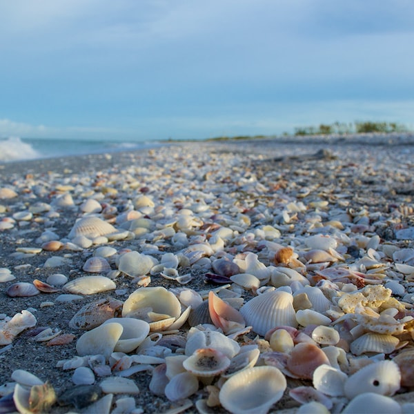 Sanibel Island Shell Art - Etsy