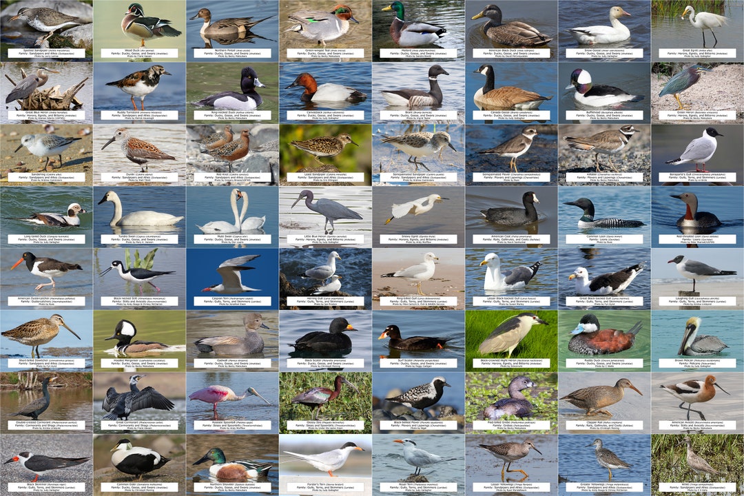 Delaware Waterfowl, Shorebirds, and Other Water Birds Guide L Instant ...