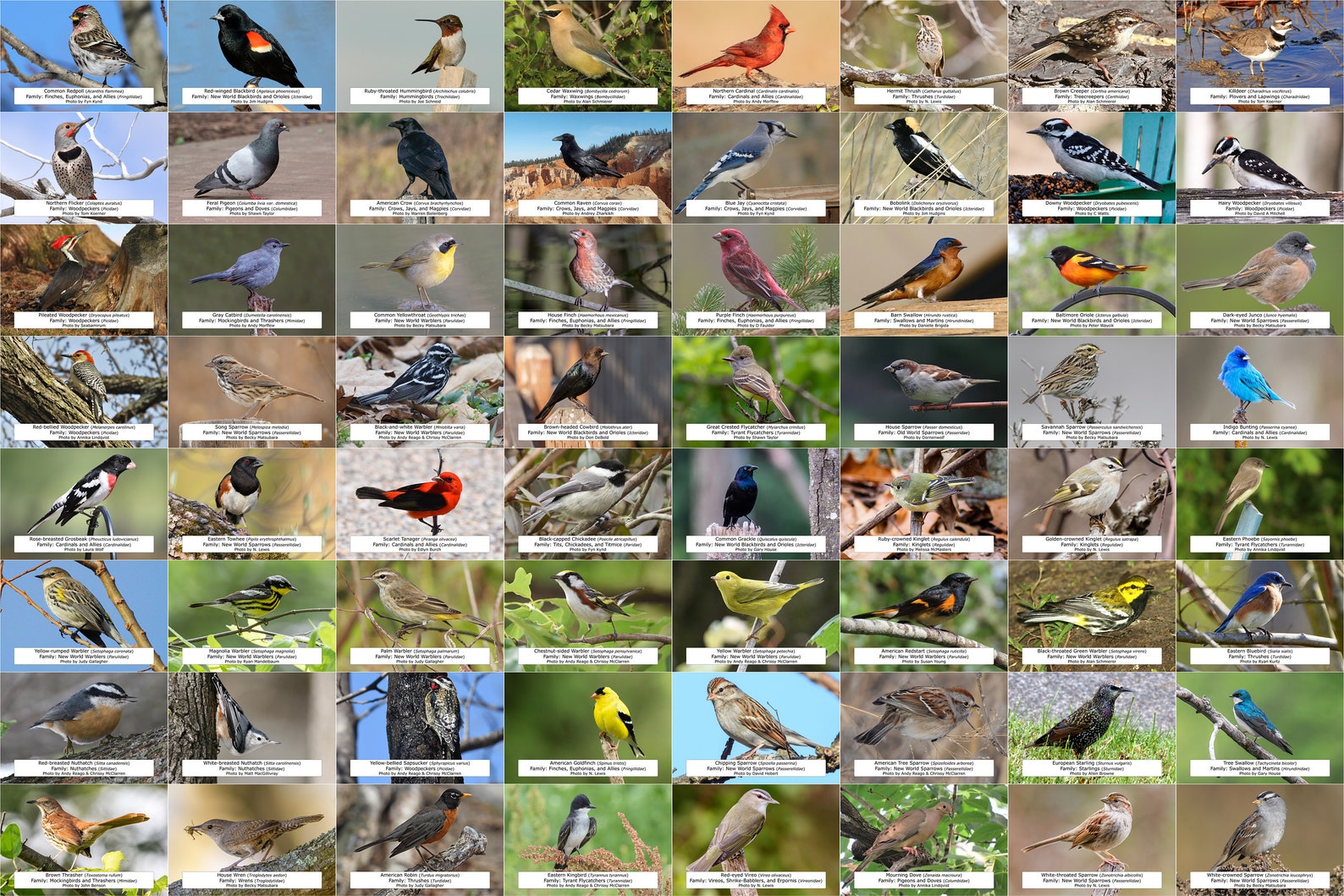 Ontario Bird Guide (backyard Birds) L Instant Digital Download L 64 ...