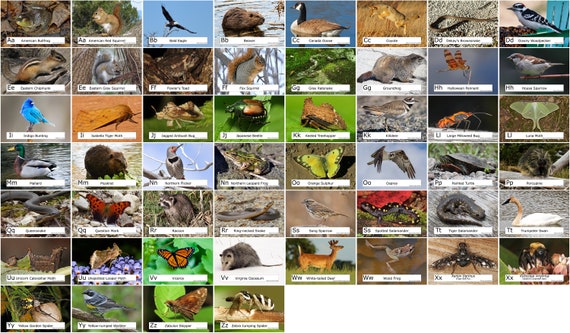 Animals Starting With U