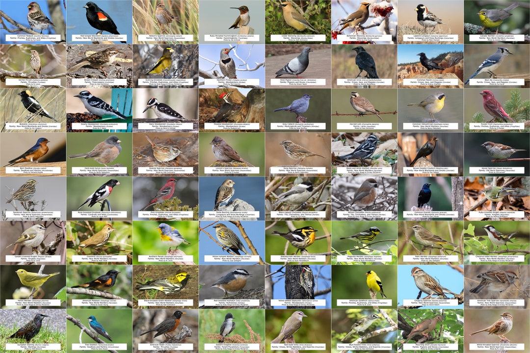 PEI Bird Guide (backyard Birds) L Instant Digital Download L 64 Photo ...