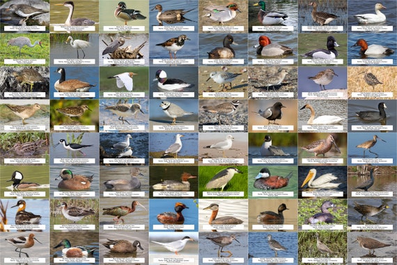 Types Of Birds On Water