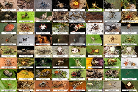 Usa Spider Identification