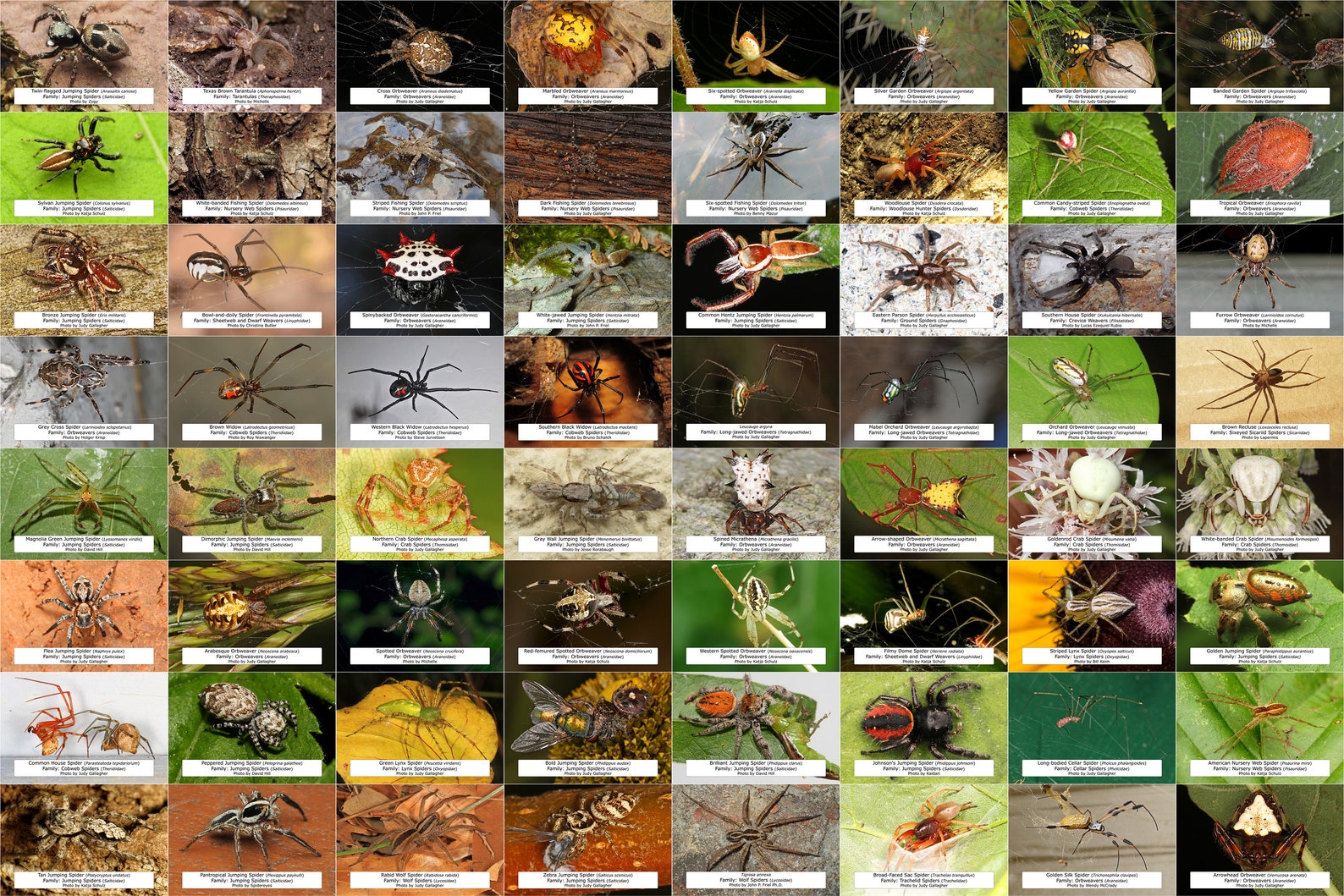 Spiders of North America Photo Guide, 64 Photo Prints size 4x6 - Etsy