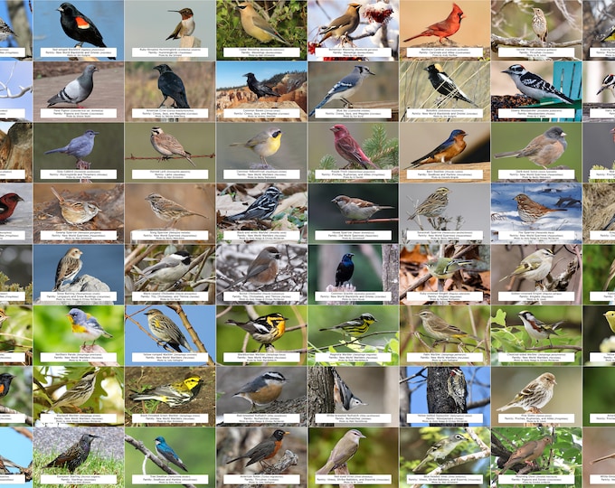 Newfoundland & Labrador Backyard Birds Field Guide Art Print ...