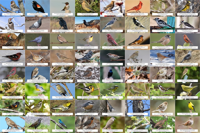 Newfoundland Bird Guide (backyard Birds) L Instant Digital Download L ...