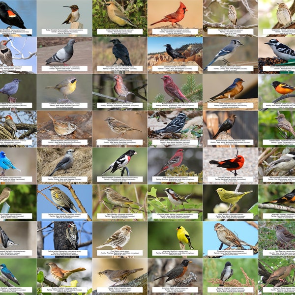 Backyard Birds Minnesota - Etsy