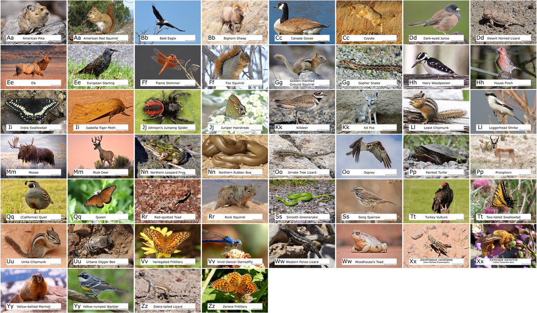 Utah Animal ABC Alphabet 52 Photo Prints size 4x6 - Etsy