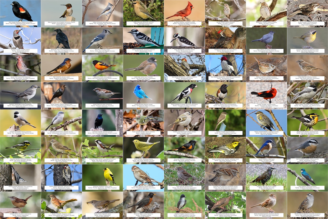 Ohio Bird Guide (backyard Birds) L Instant Digital Download L 64 Photo ...