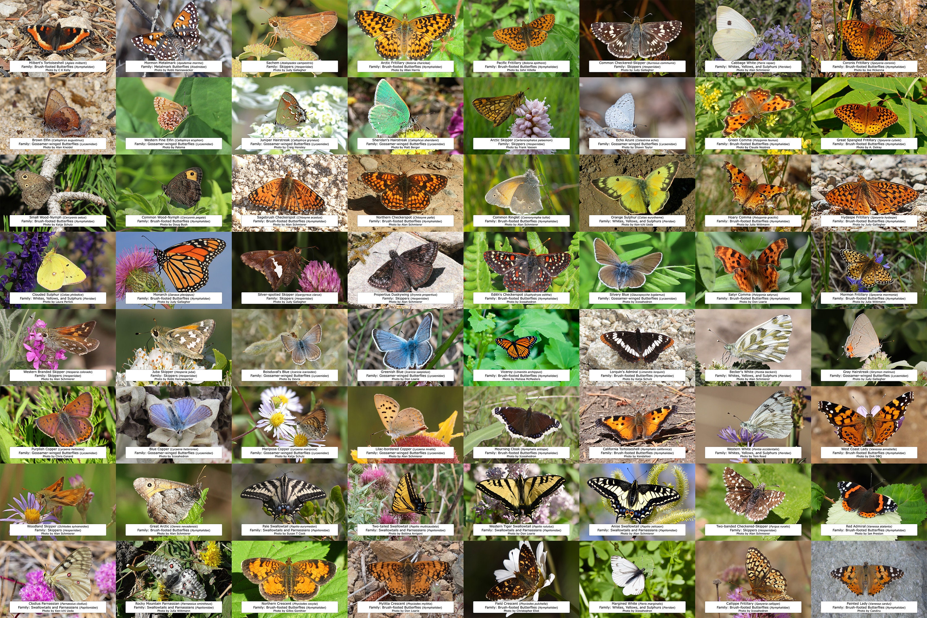 Washington State Butterfly Guide 64 Photo Prints size - Etsy.de