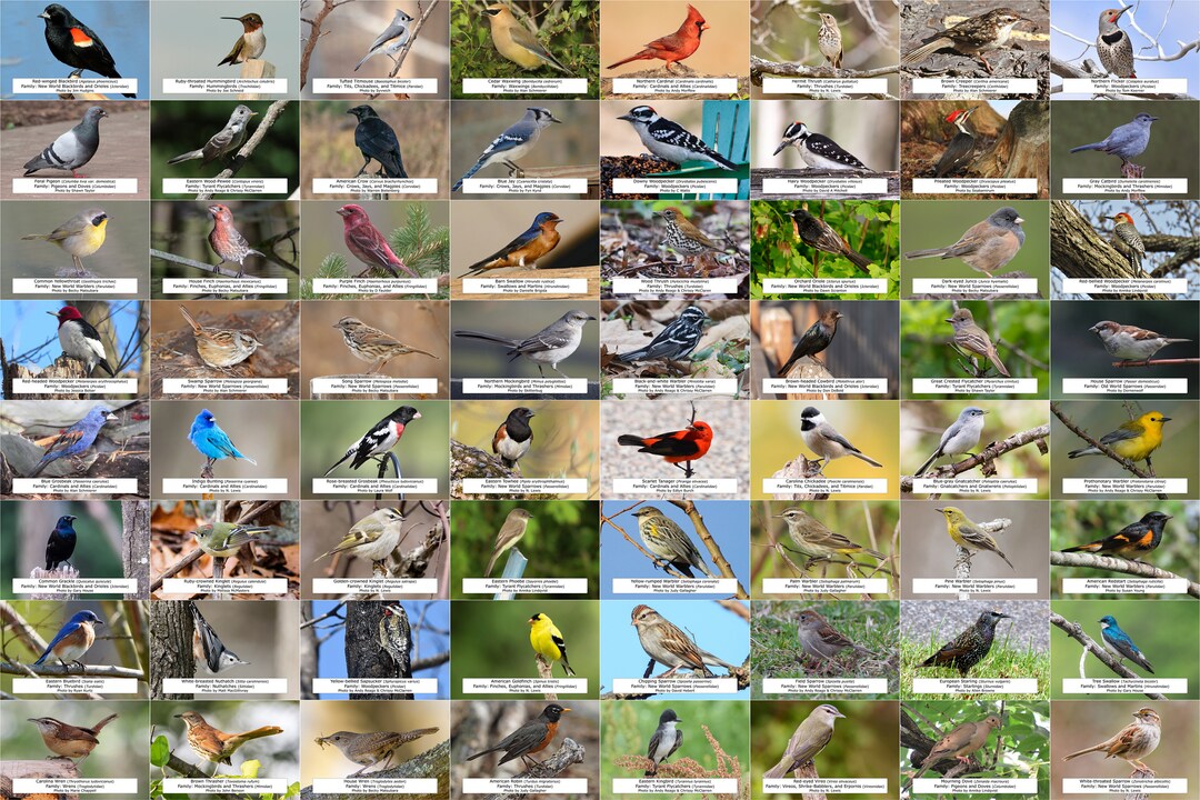 Virginia Bird Guide (backyard Birds) L Instant Digital Download L 64 ...