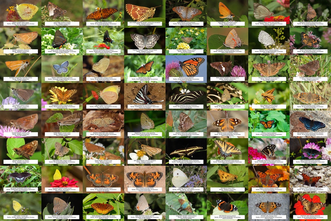 Georgia Butterfly Guide L Instant Digital Download L 64 Photo Prints L ...
