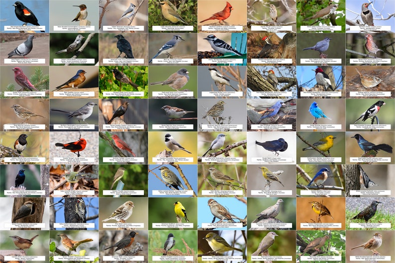 Alabama Bird Guide (backyard Birds) L Instant Digital Download L 64 ...