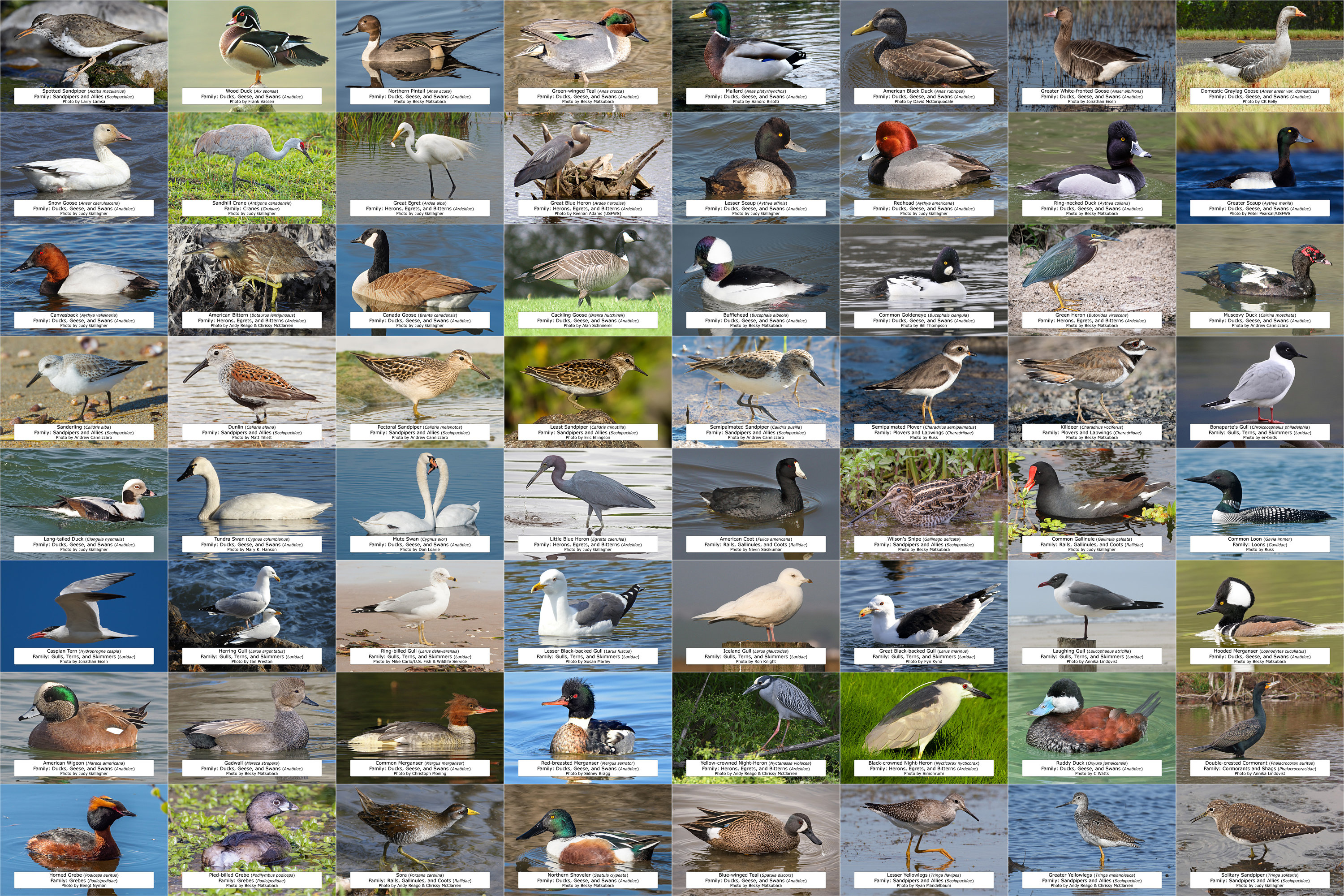 Identifying Birds In Pa