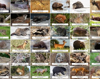 Mammals of Massachusetts Poster - Etsy