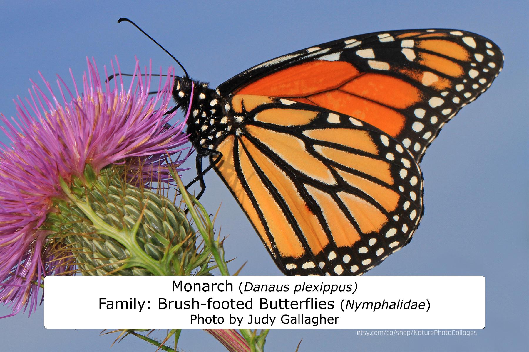 Colorado Butterfly Guide L Instant Digital Download L 64 Photo Prints L ...