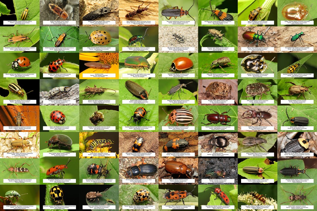 Indiana Beetle Guide, 64 Photo Prints size 4x6 - Etsy
