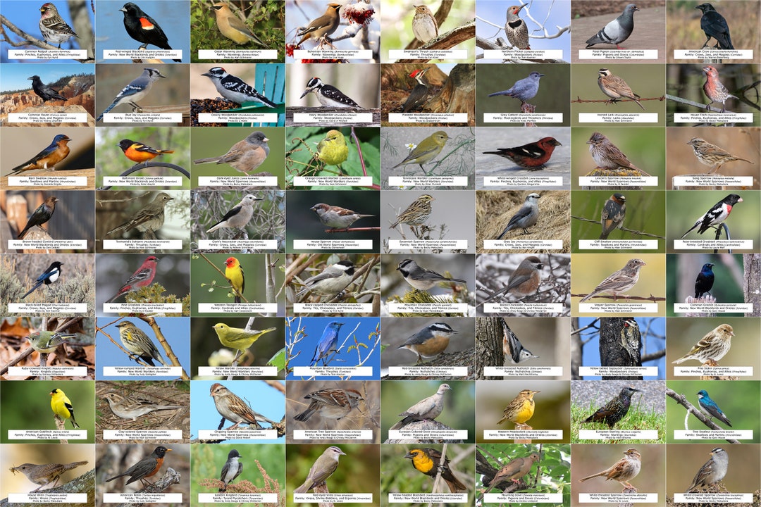Alberta Bird Guide (backyard Birds) L Instant Digital Download L 64 ...