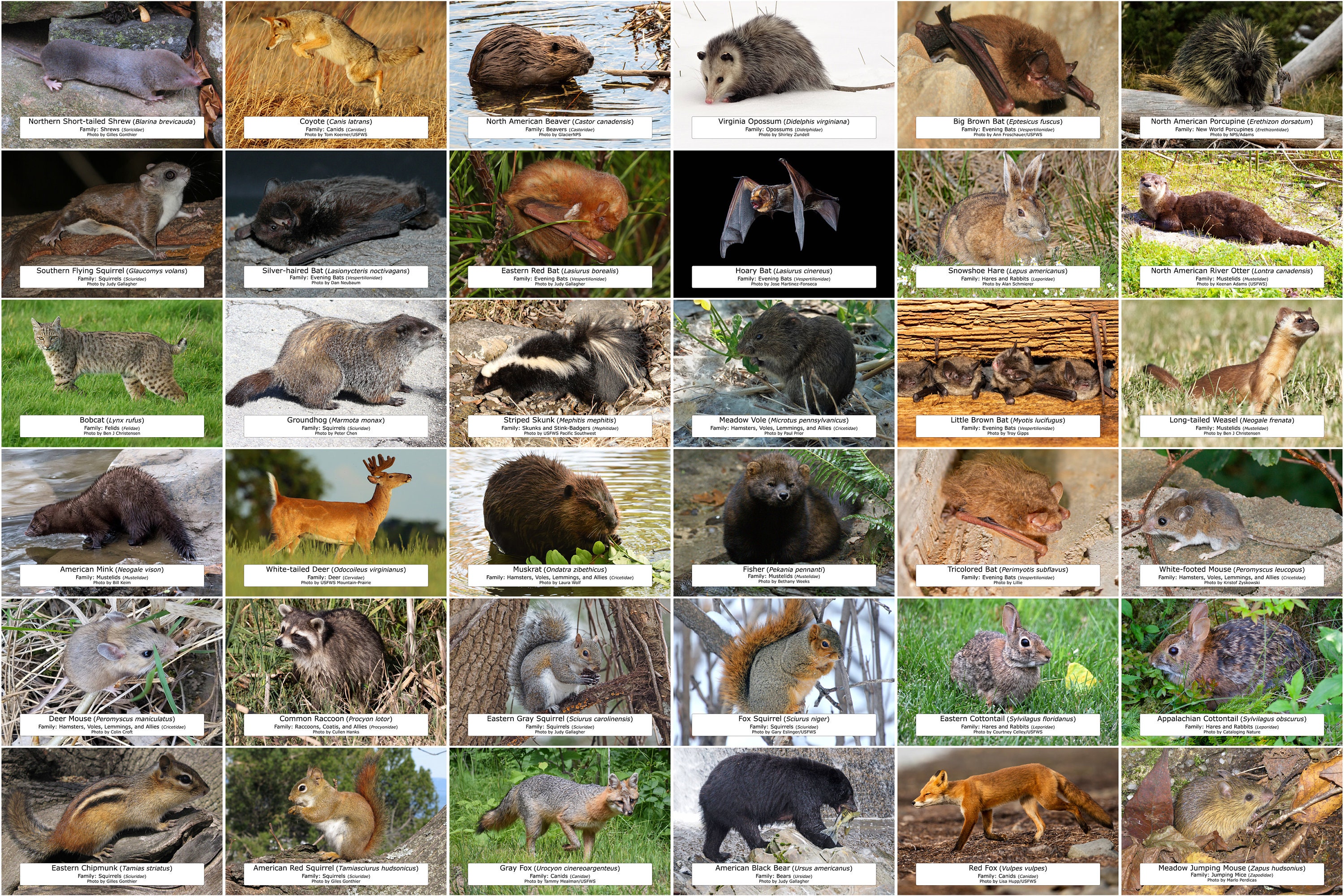 Placental Mammals Collage