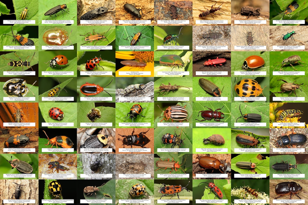 West Virginia Beetle Guide, 64 Photo Prints size 4x6 - Etsy
