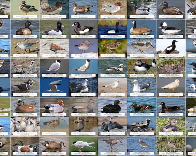 Newfoundland & Labrador Backyard Birds Field Guide Art Print ...