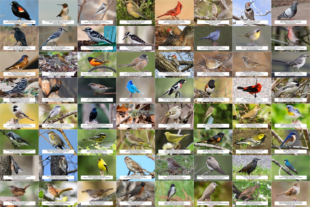 Pennsylvania Bird Guide (backyard Birds) L Instant Digital Download L ...