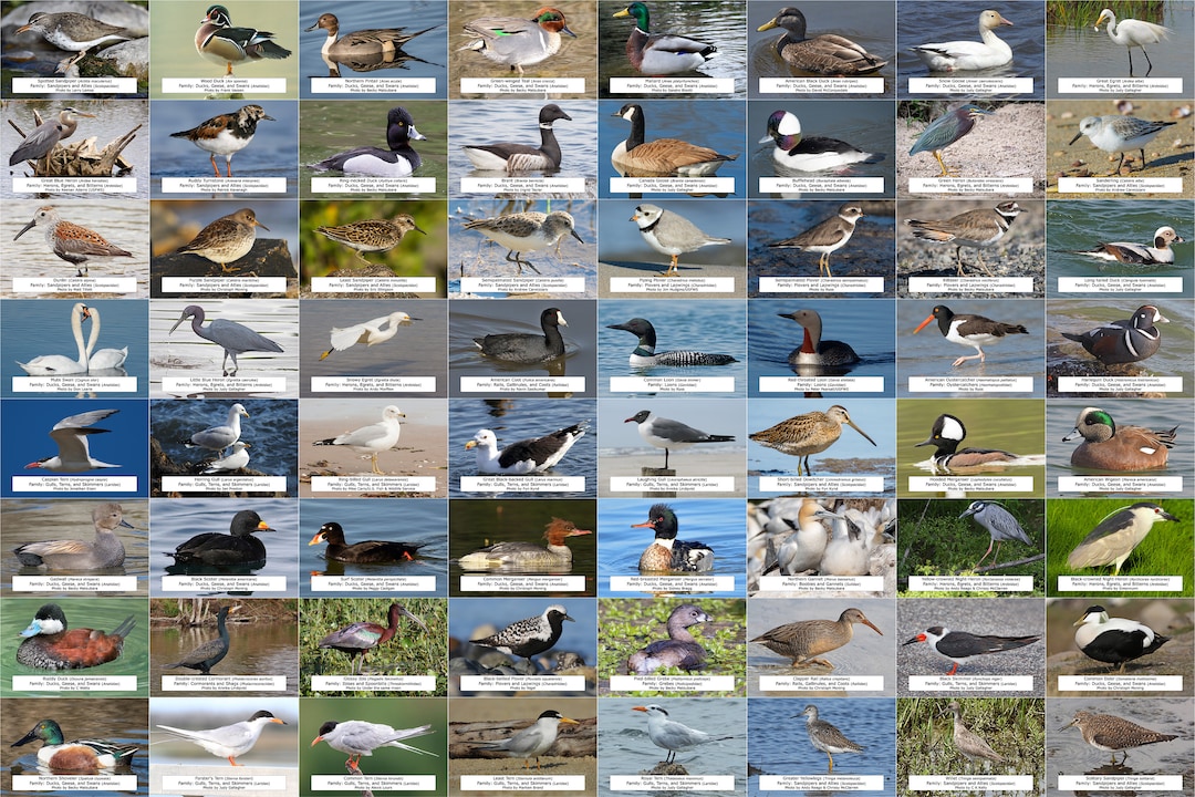 New Jersey Waterfowl, Shorebirds, and Other Water Birds Guide L Instant ...