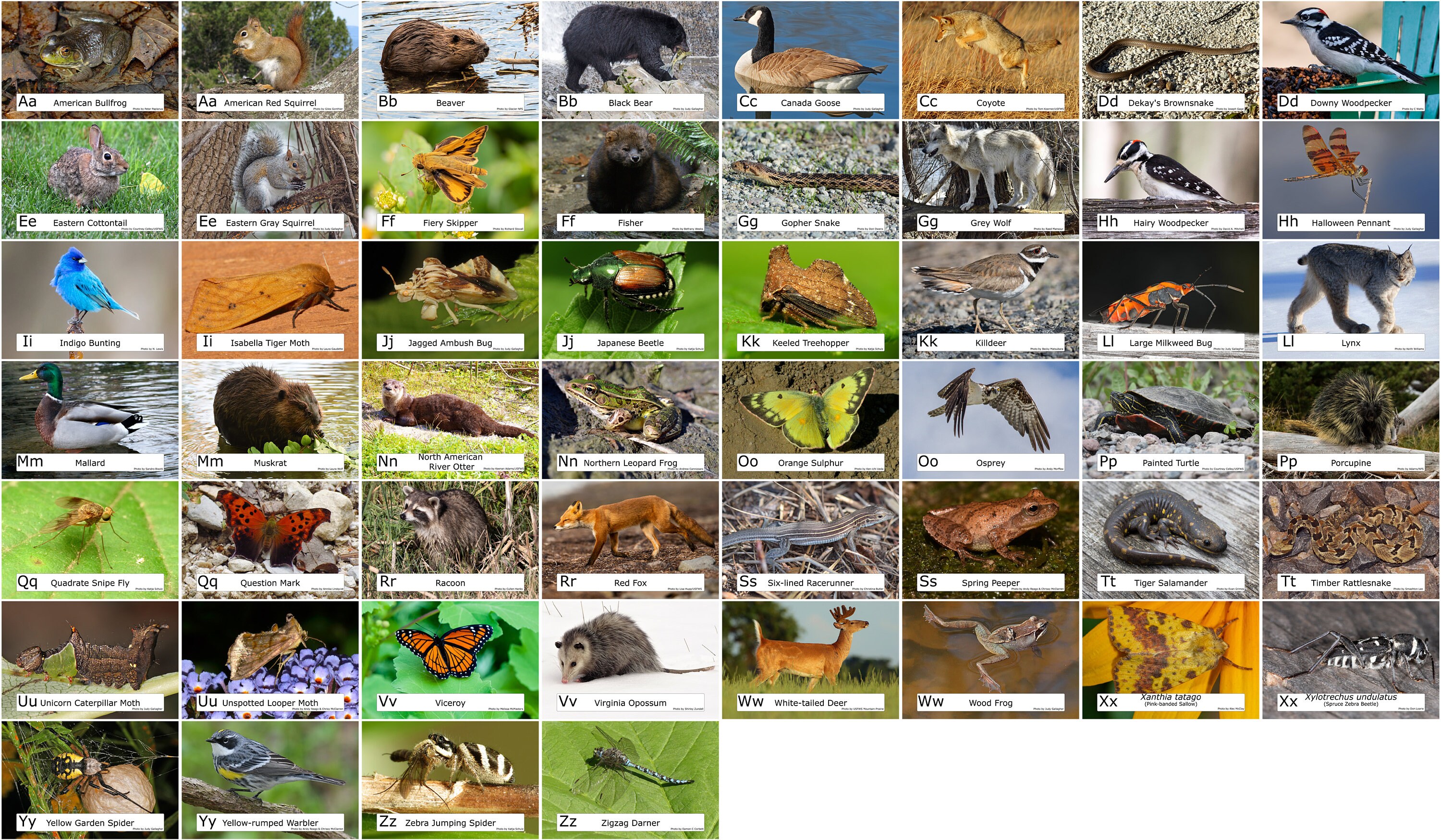 Animal That Starts With C