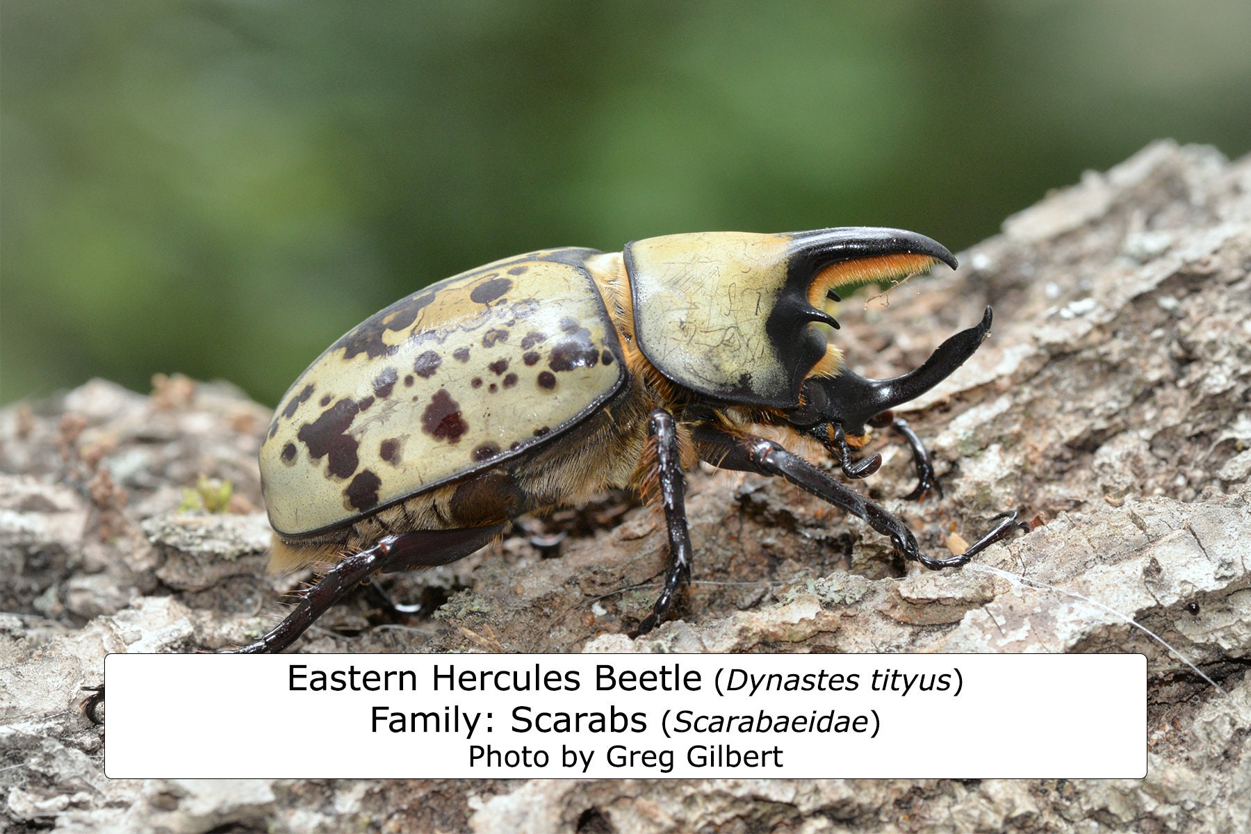 Mississippi Beetle Guide / 64 Photo Prints 4x6 / | Etsy