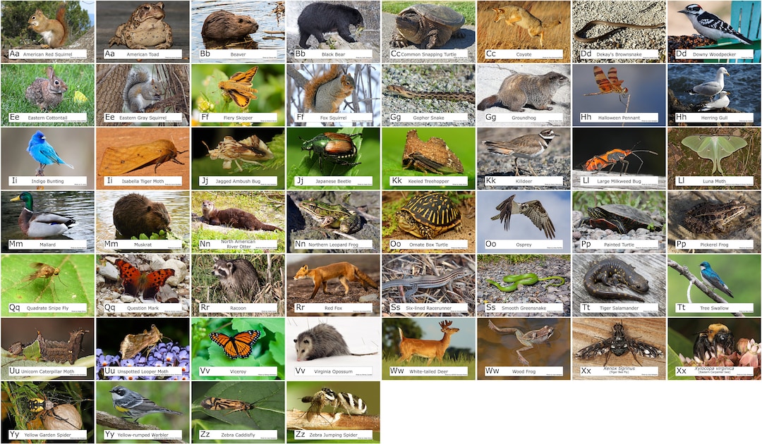 Wisconsin Animal ABC Alphabet, 52 Photo Prints size 4x6 - Etsy