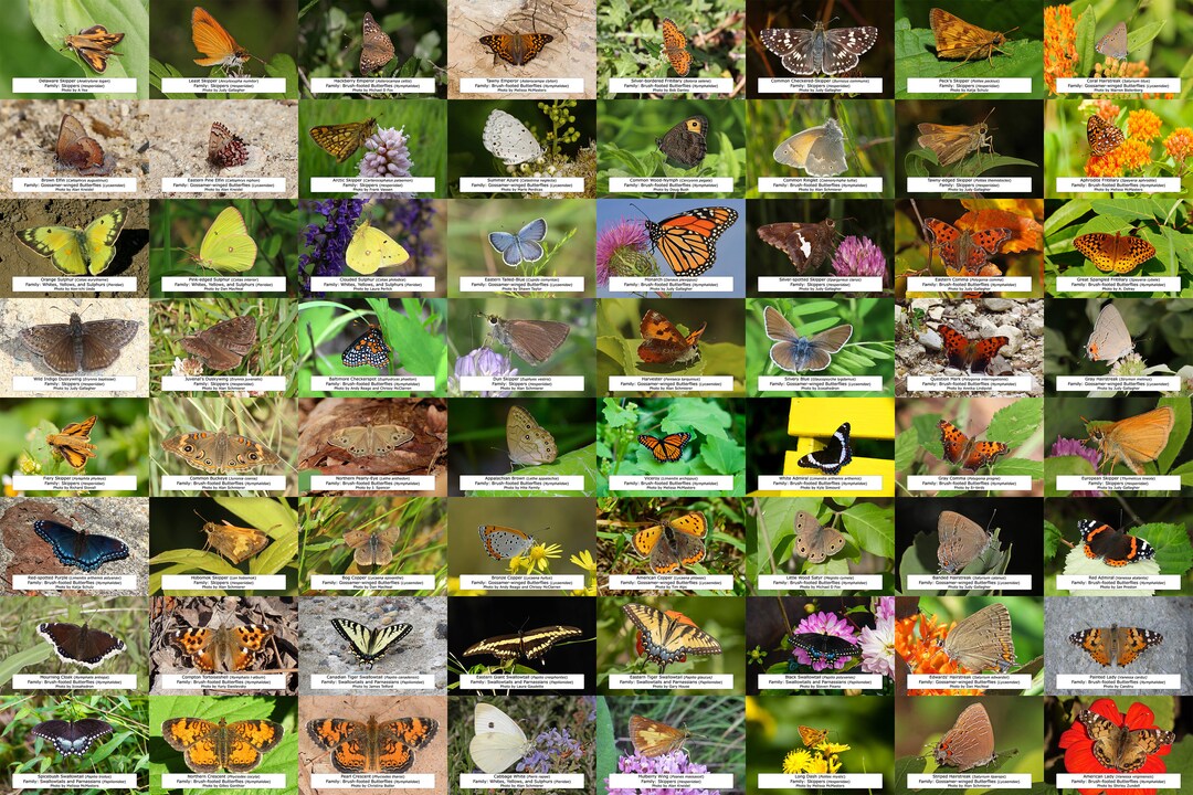 Michigan Butterfly Guide L Instant Digital Download L 64 Photo Prints L ...