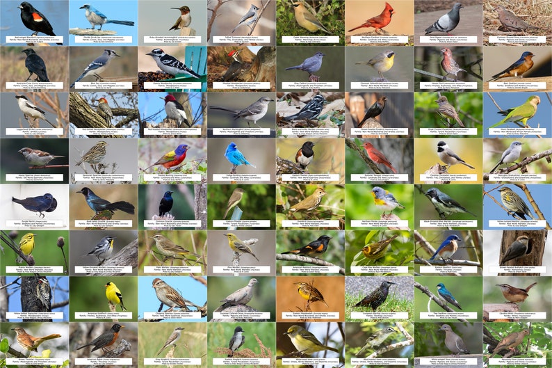 Florida Bird Guide backyard Birds, 64 Photo Prints size 4x6 - Etsy