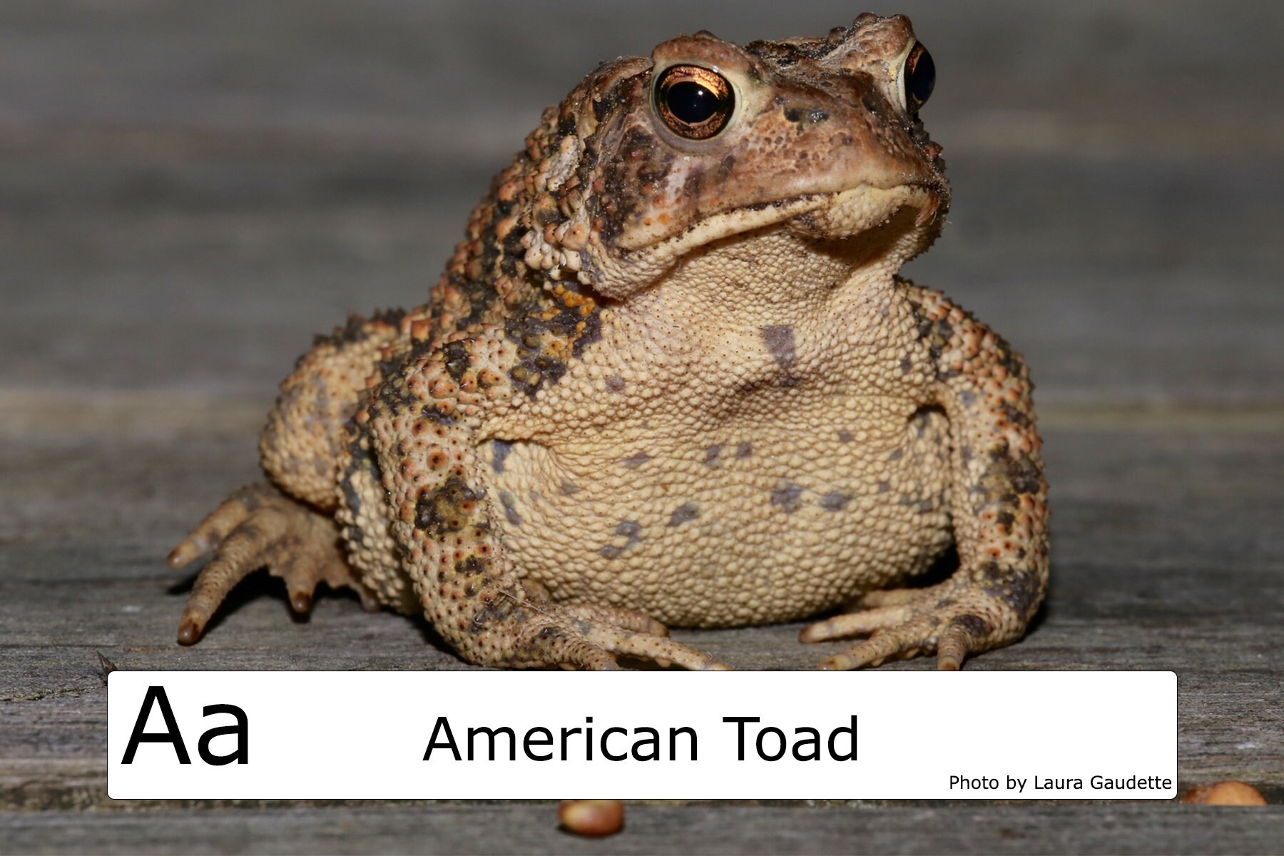 Wisconsin Animal ABC Alphabet, 52 Photo Prints size 4x6 - Etsy