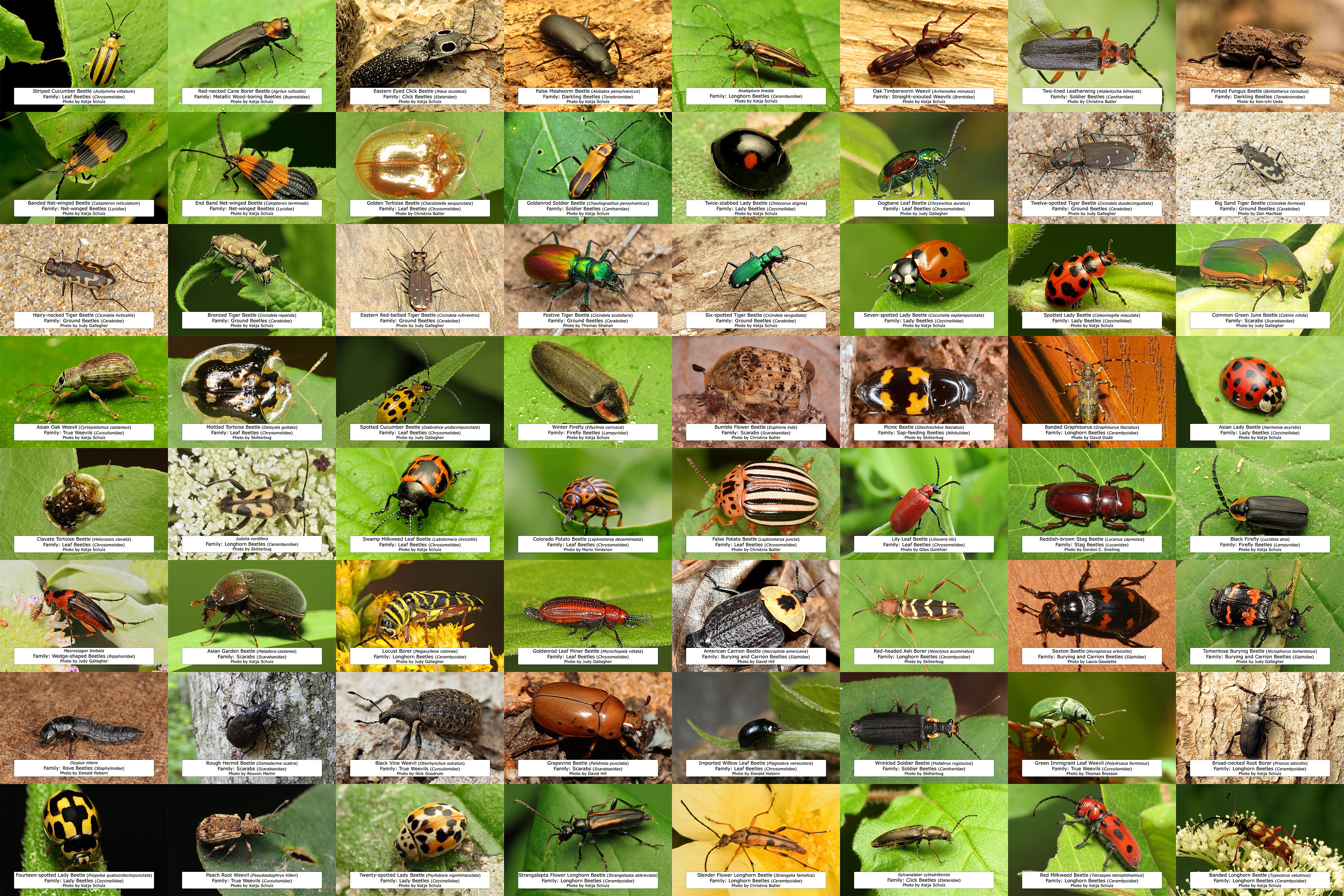 Beetle Identification Guide