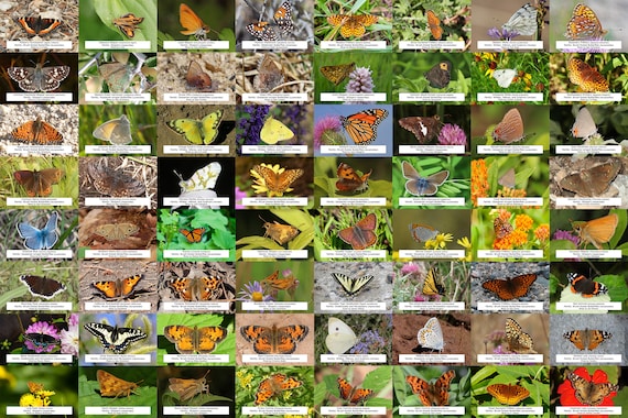 Saskatchewan Butterfly Guide 64 Photo Prints size 4x6 - Etsy